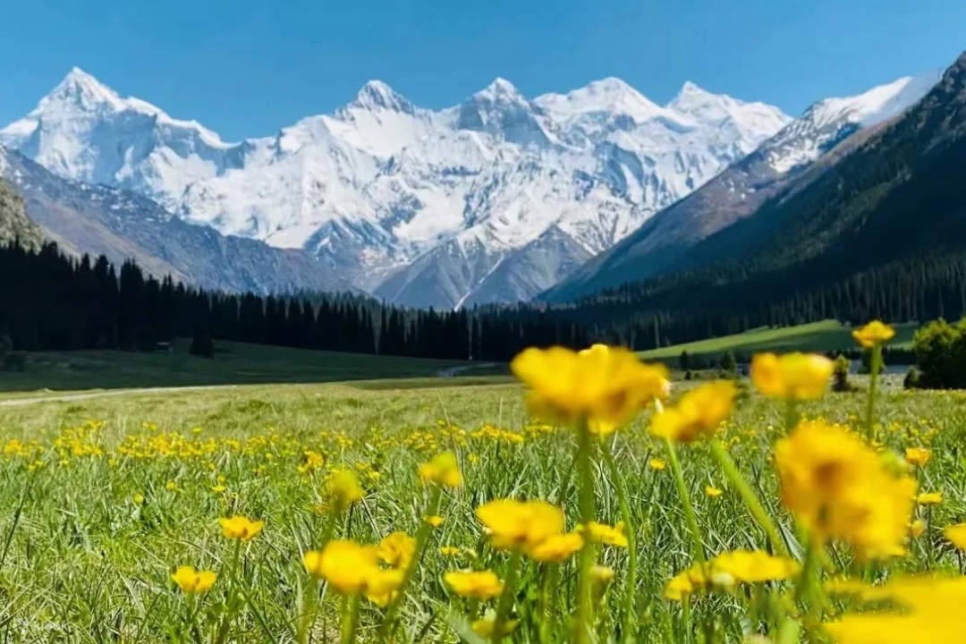 Xinjiang early spring Ili Tianshan Apricot Event 7 days and 6 nights ...